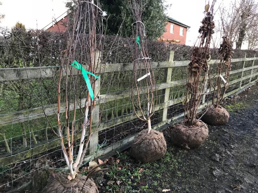 How to Plant a Tree: The Complete UK Guide for Gardeners - Garden Ninja ...