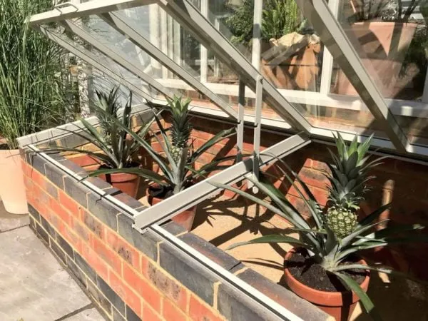 Hampton Court Flower Show 2018: The Plant Explorers for Hartley Botanic ...