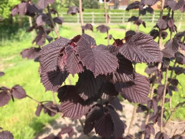 Trees and Their Influence on Witchcraft: Exploring Magic, Folklore ...