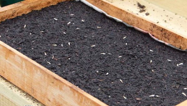 How to sow seeds - beginners guide to growing plants - Garden Ninja ...