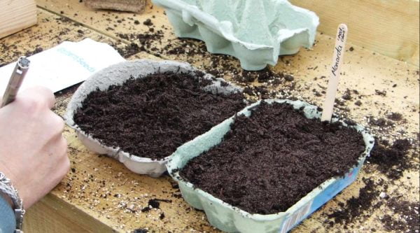 How to sow seeds - beginners guide to growing plants - Garden Ninja ...