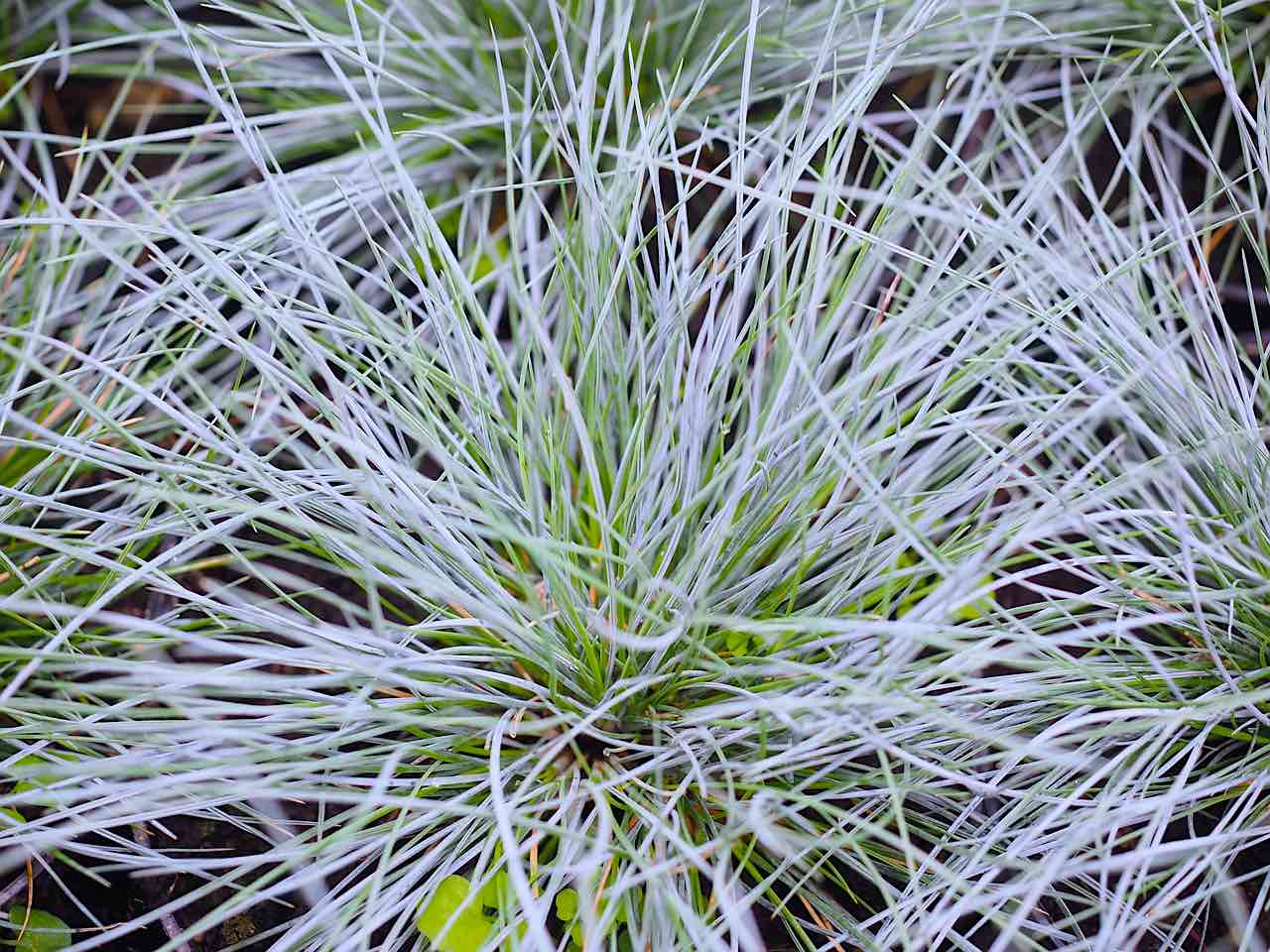 Best Ornamental Grasses for small & large Gardens - Garden Ninja: Lee ...