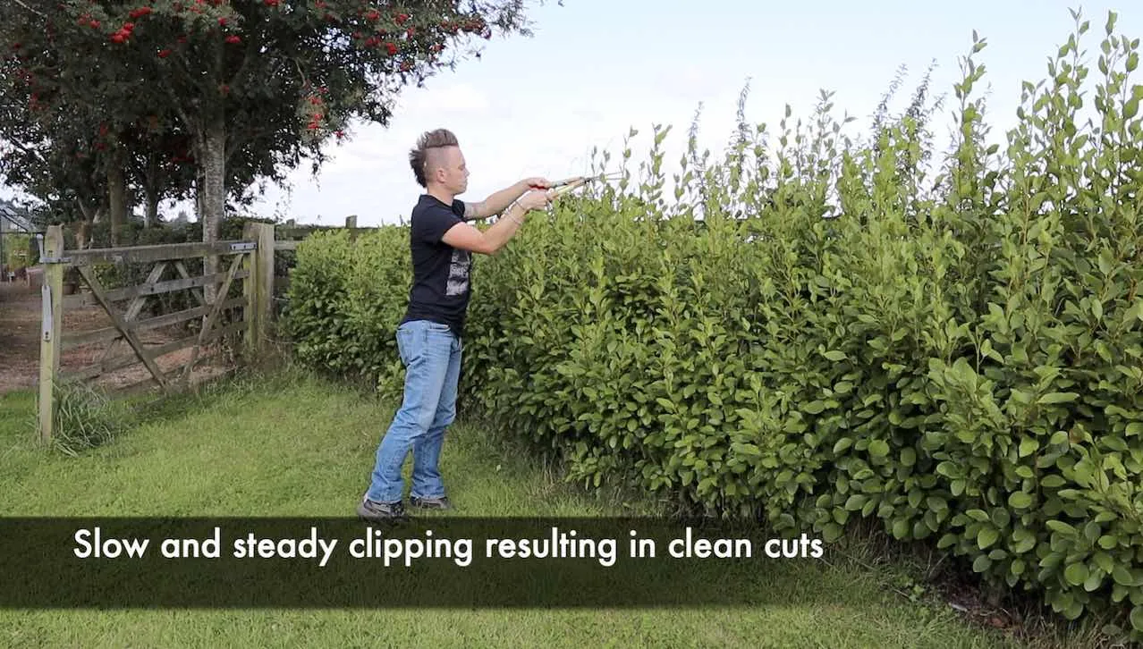 How to cut, prune & trim hedges: the ultimate beginner guide - Garden ...