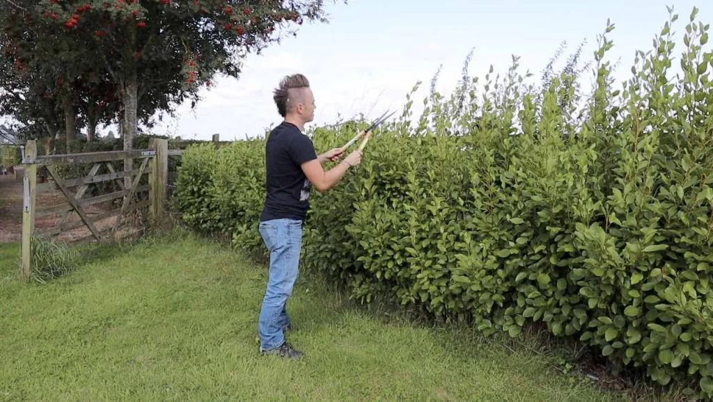 How to Plant a Hedge: Beginner gardening guide - Garden Ninja: Lee ...