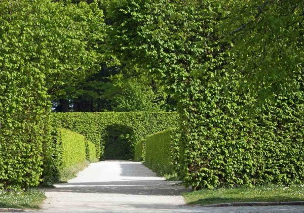 How to cut, prune & trim hedges: the ultimate beginner guide - Garden ...