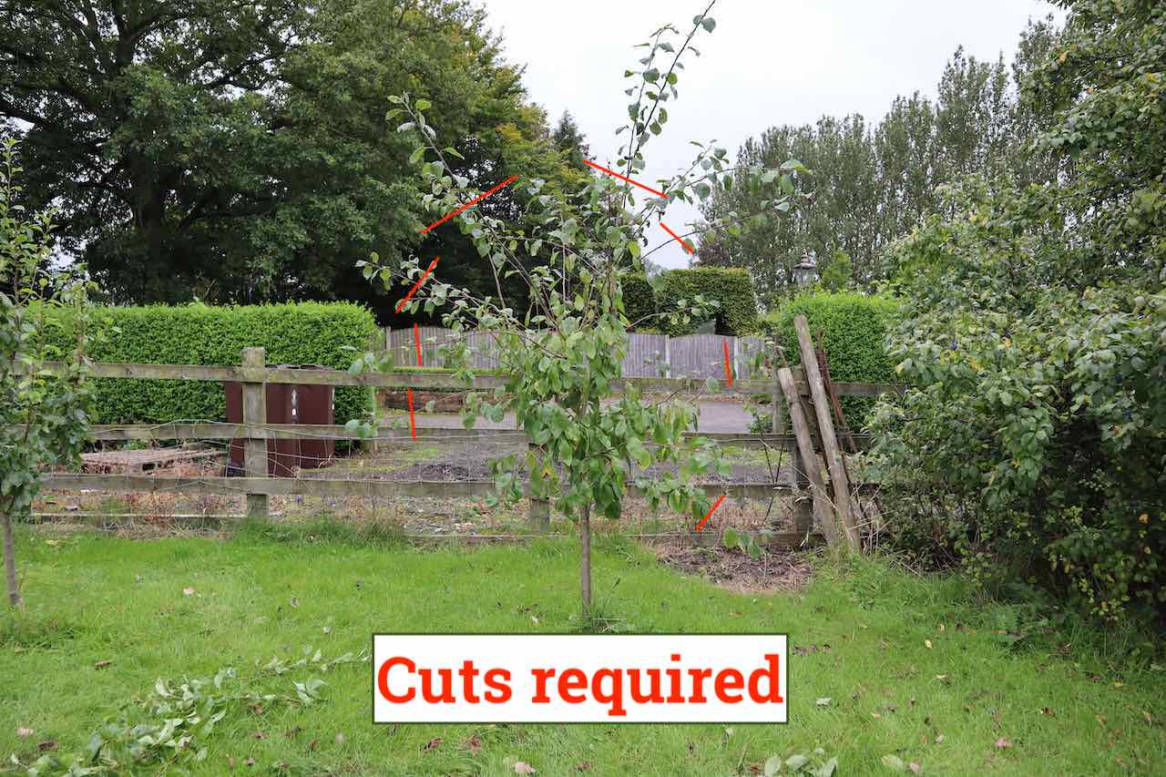 How to prune a fruit tree in summer - Garden Ninja: Lee Burkhill Garden ...