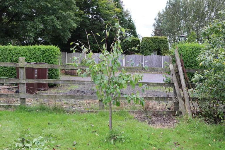 How to prune a fruit tree in summer - Garden Ninja: Lee Burkhill Garden ...