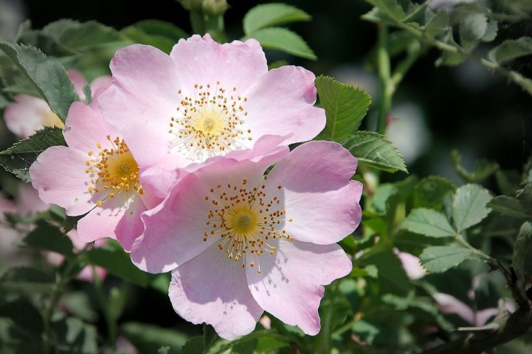 Types of Roses Explained: The beginner guide to choosing garden roses ...