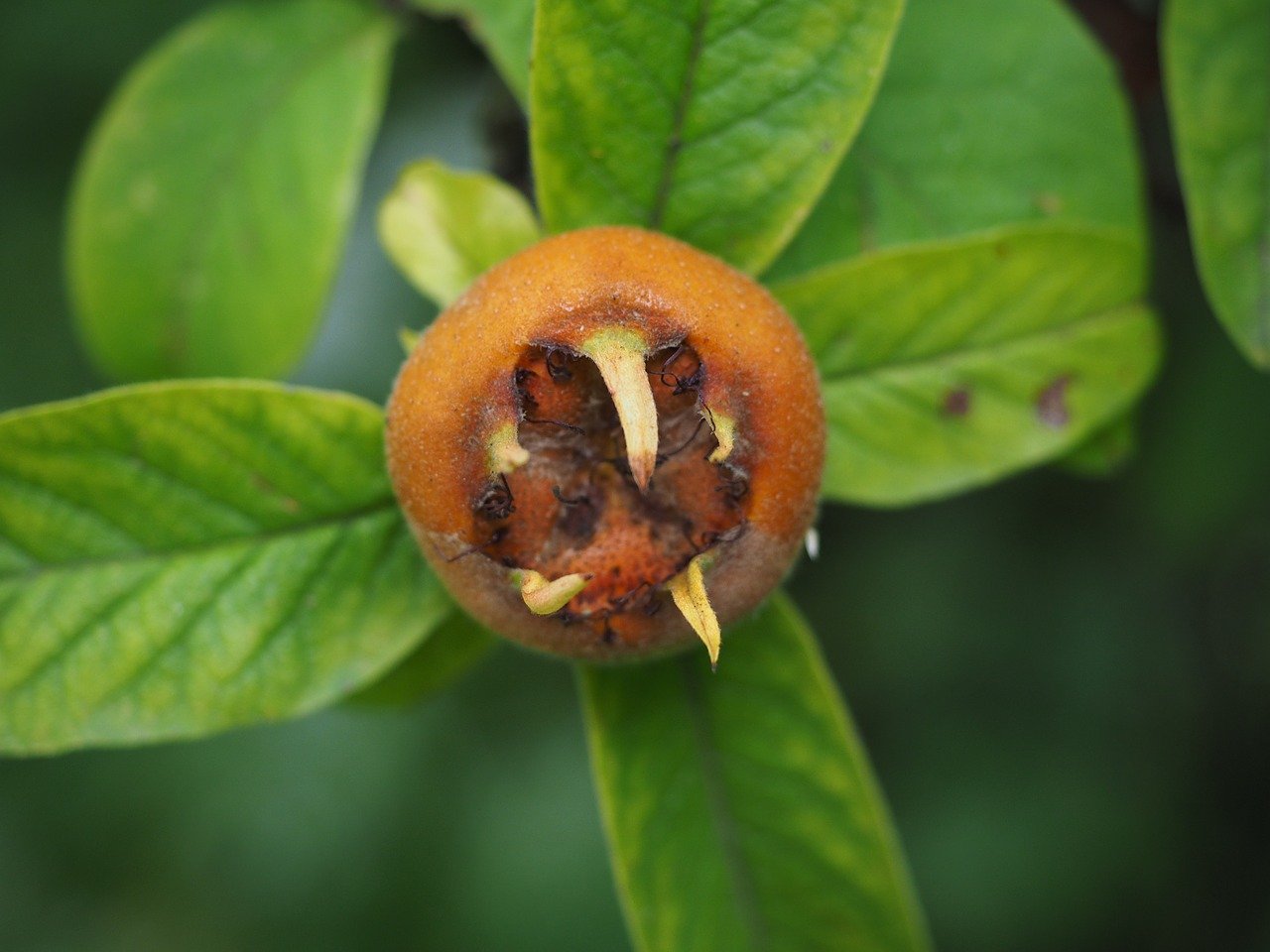 The Mighty Medlar: how to blet & make Medlar Jelly - Garden Ninja: Lee ...