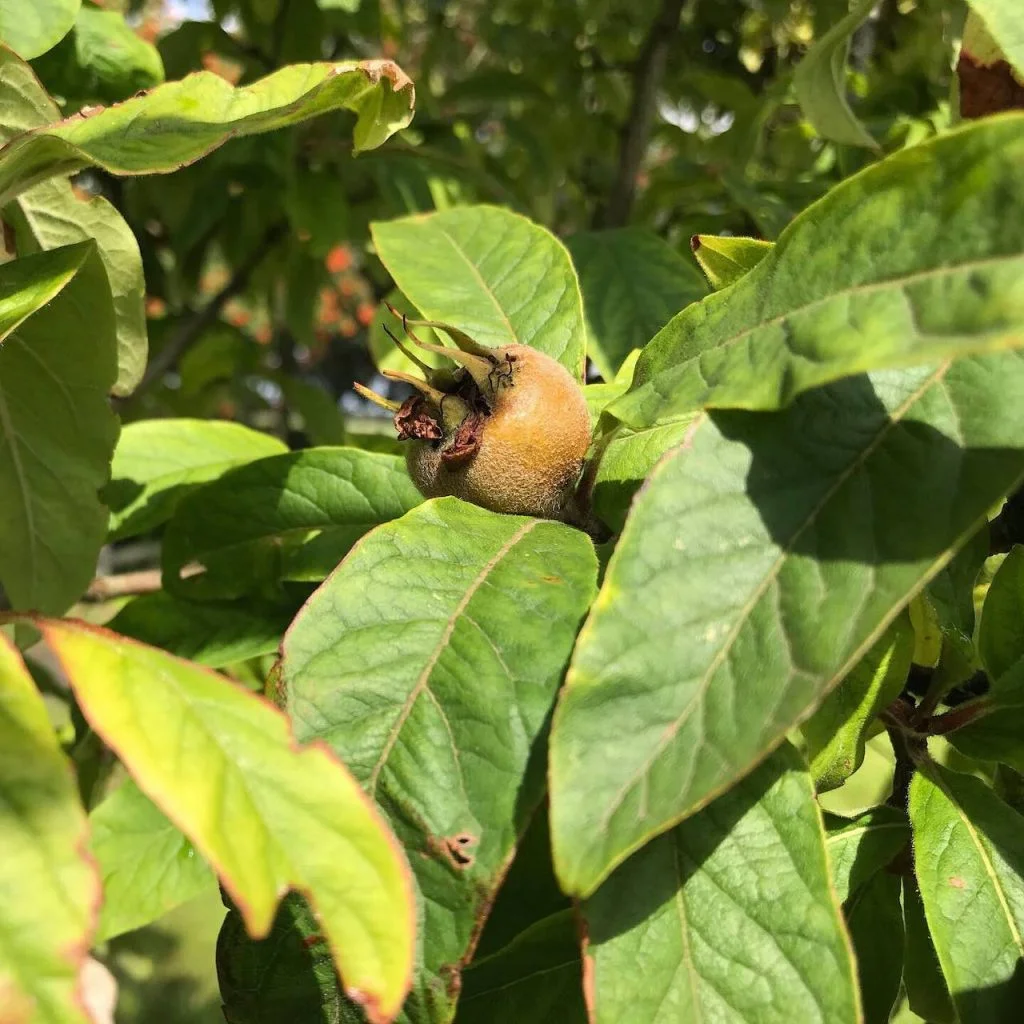 The Mighty Medlar: how to make Medlar Jelly - Garden Ninja: Lee ...