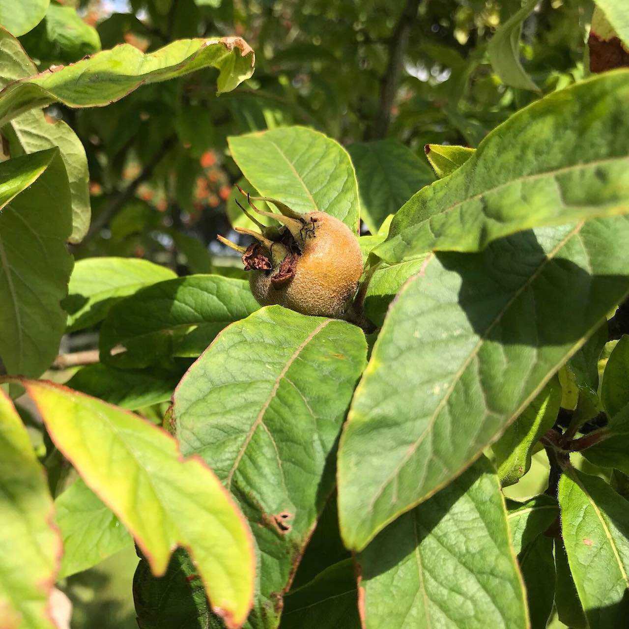 The Mighty Medlar: how to make Medlar Jelly - Garden Ninja: Lee ...