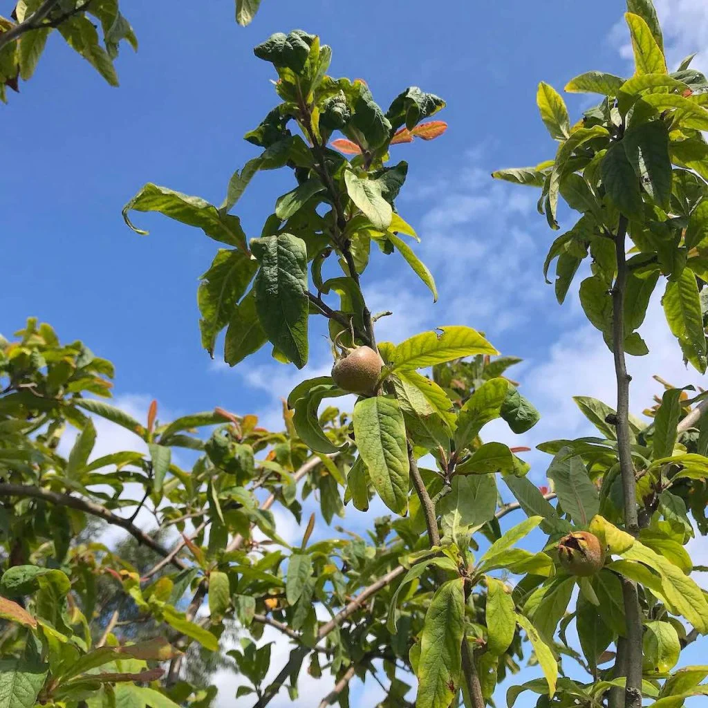 The Mighty Medlar: how to make Medlar Jelly - Garden Ninja: Lee ...