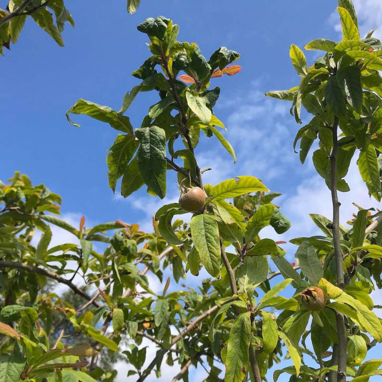 The Mighty Medlar: how to make Medlar Jelly - Garden Ninja: Lee ...