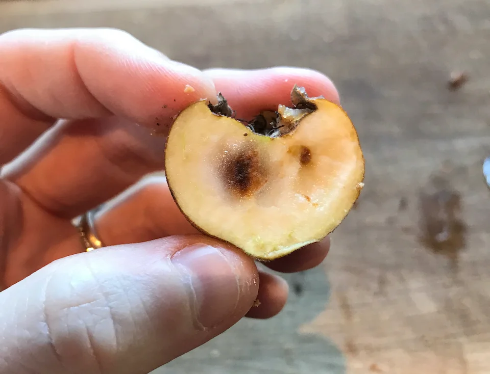 The Mighty Medlar: how to make Medlar Jelly - Garden Ninja: Lee ...