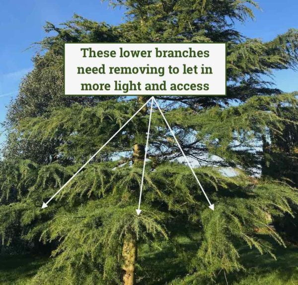 How to Crown lift a tree: stop trees shading your house - Garden Ninja ...