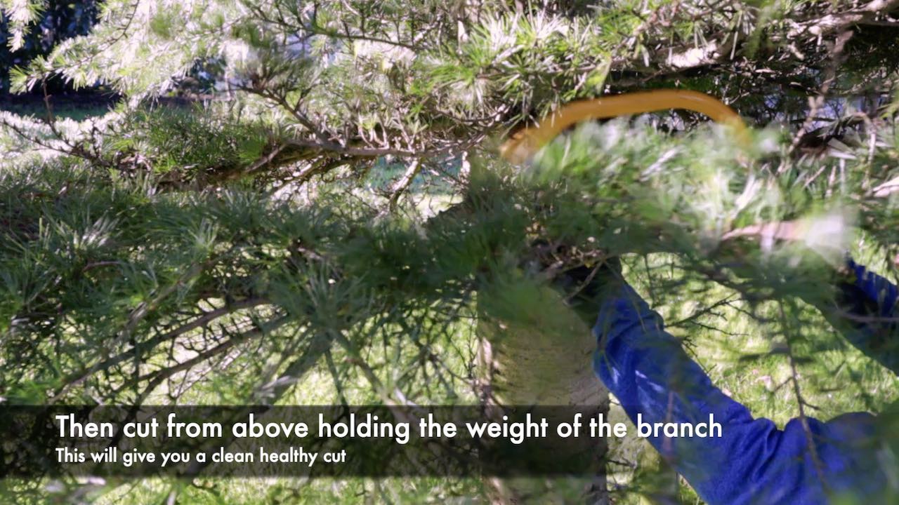 How to Crown lift a tree: stop trees shading your house - Garden Ninja ...