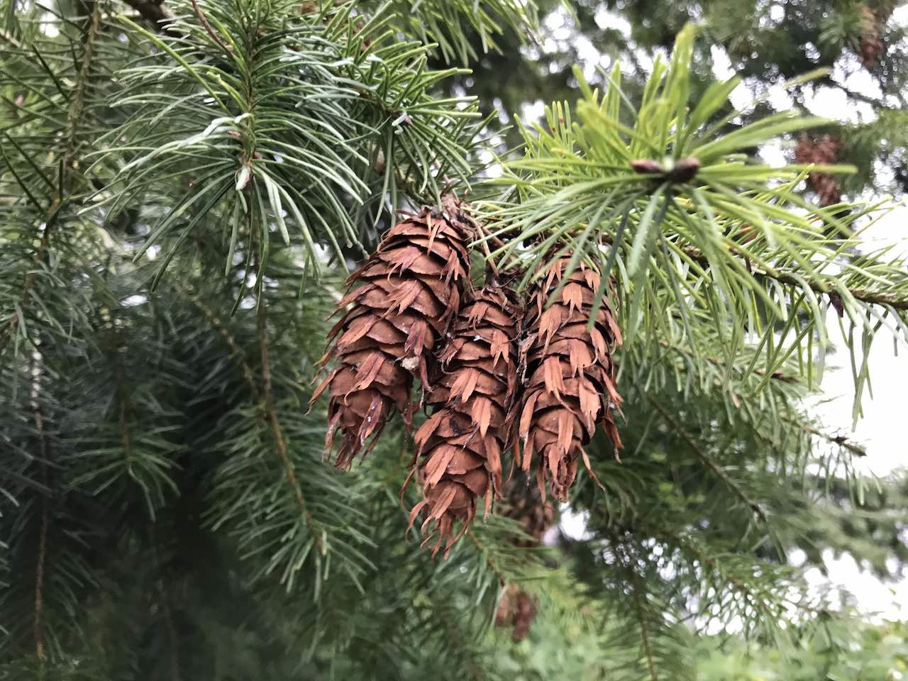 How to Crown lift a tree: stop trees shading your house - Garden Ninja ...