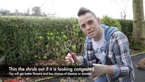 How to Prune Hydrangeas: Beginners Guide