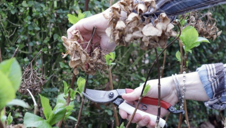 How to prune garden plants: ultimate beginner pruning guide - Garden Ninja: Lee Burkhill Garden ...