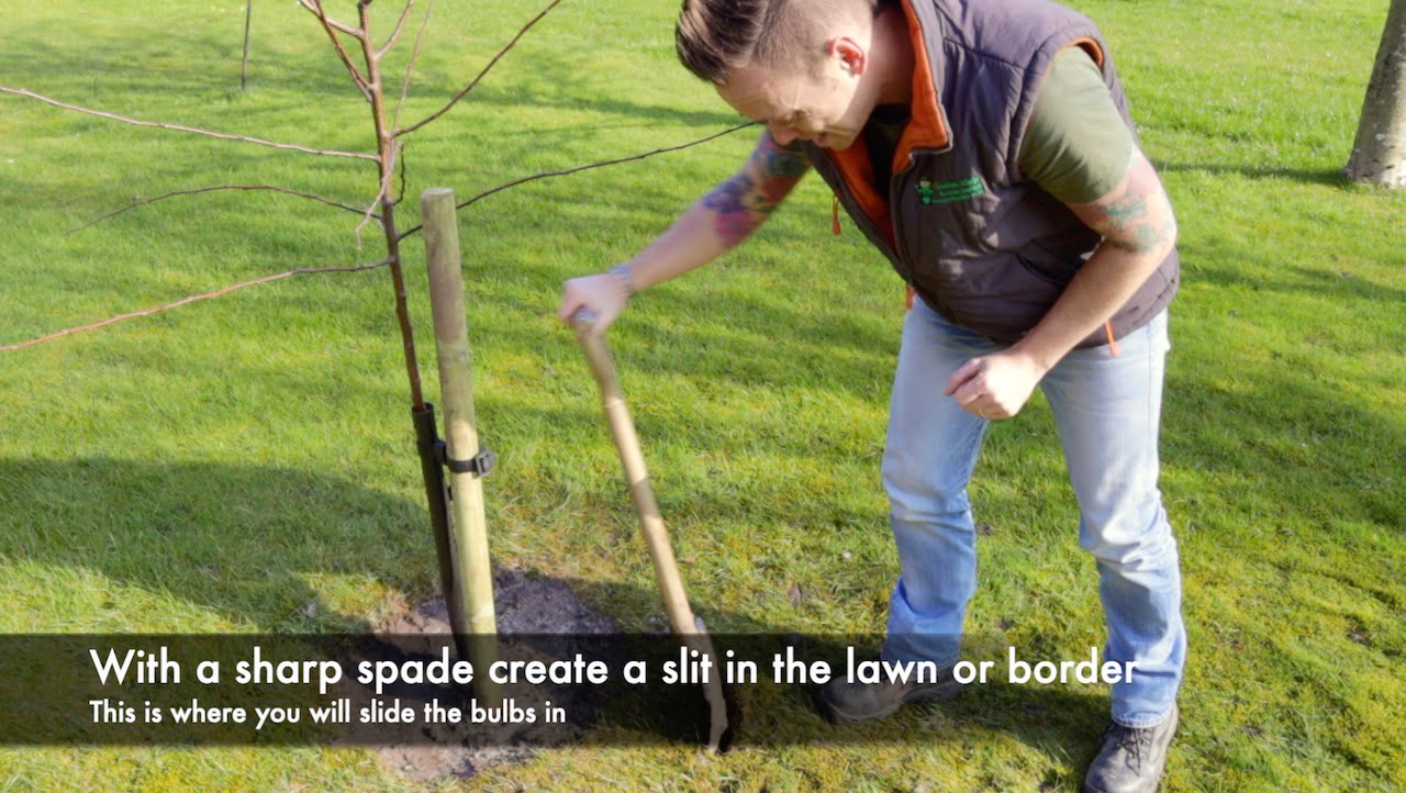 How to plant bulbs in the green - Garden Ninja: Lee Burkhill Garden Design