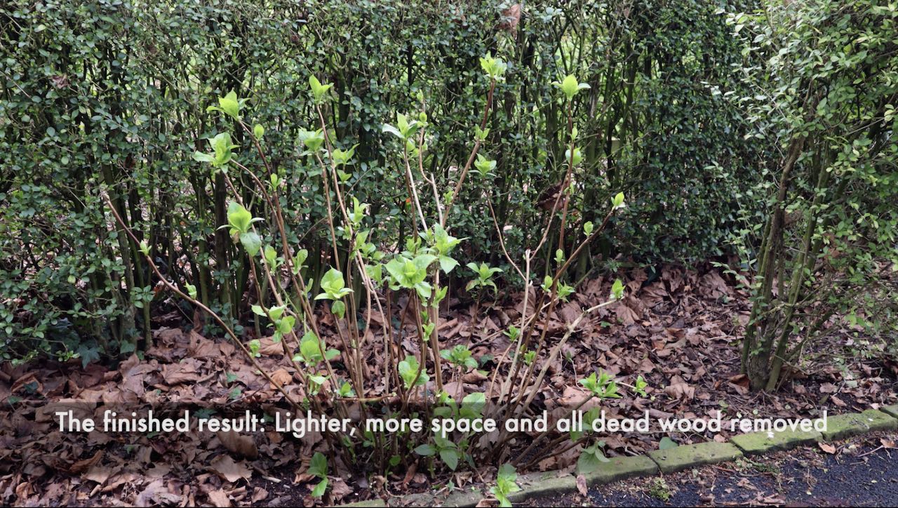 How to Prune Hydrangeas: Beginners Guide