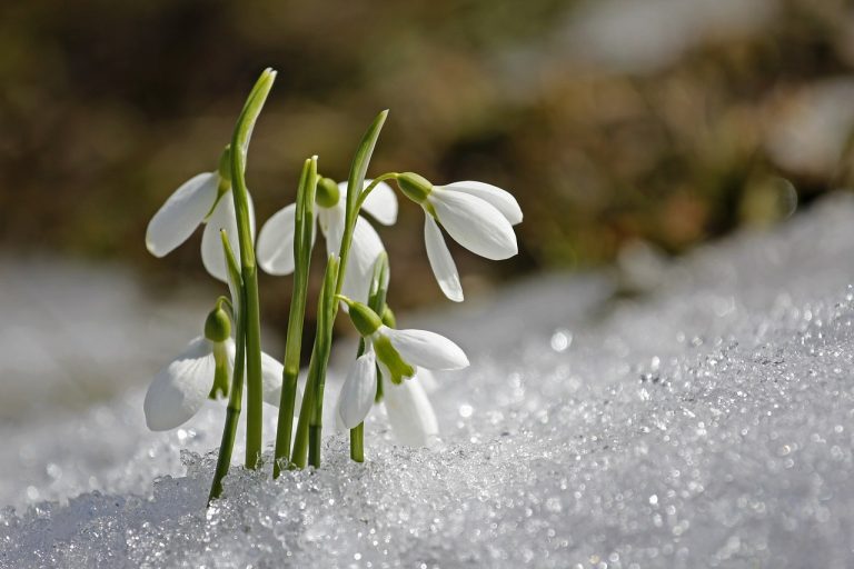 Plant Hardiness Ratings Explained: how cold can your plants get ...