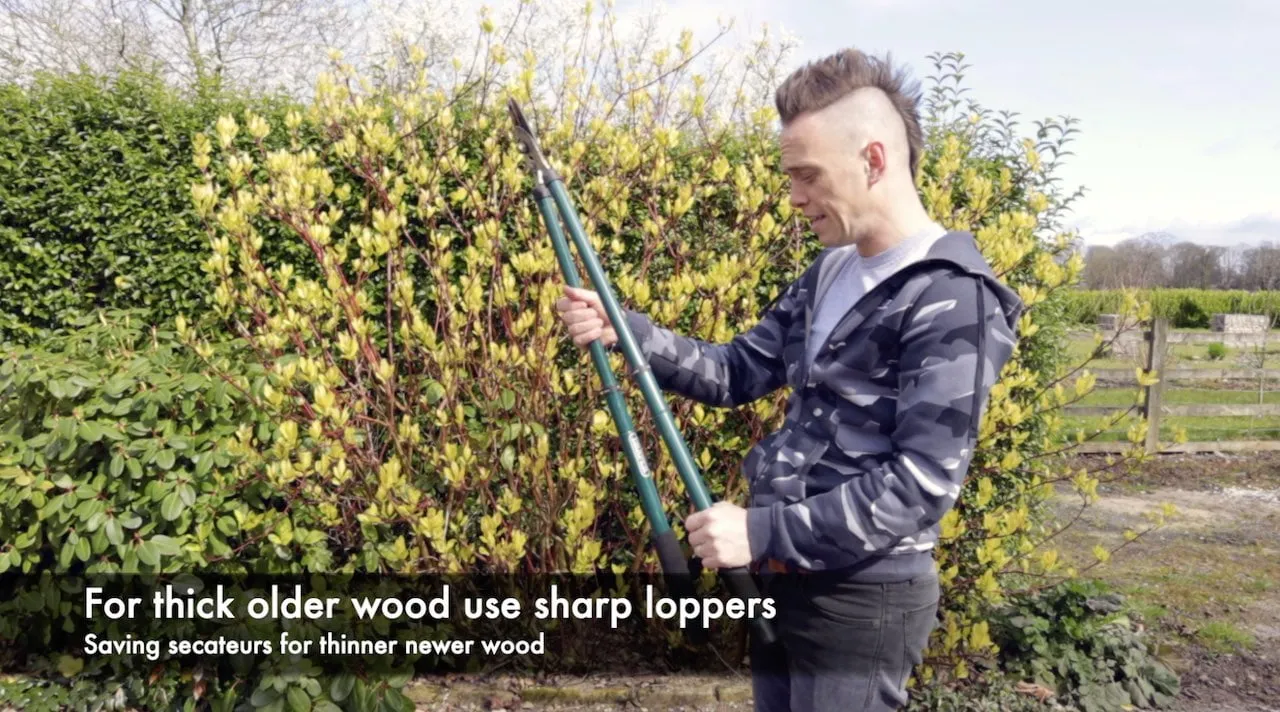 How to prune Cornus & Dogwood Shrubs: foolproof guide for winter colour ...