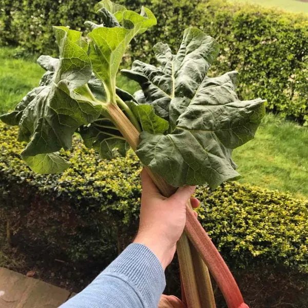 How to Force Rhubarb: Your Complete Guide to Sweet, Tender Stems in ...