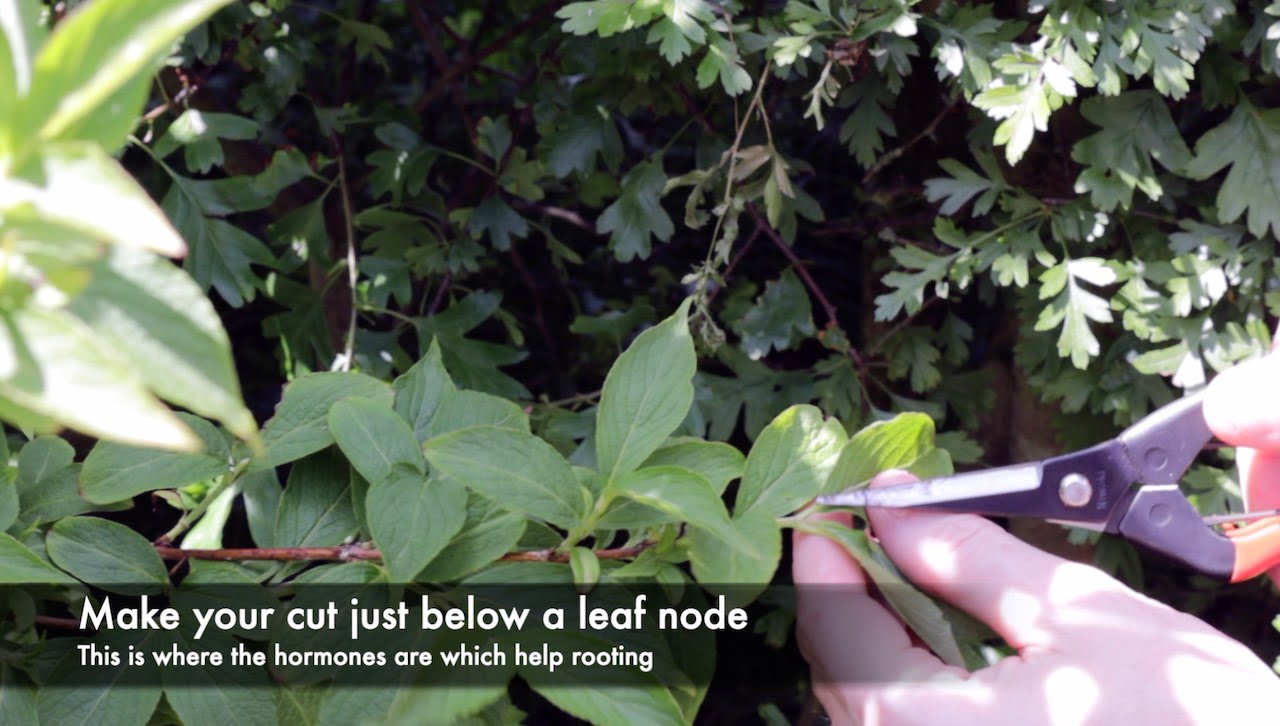 How to take softwood cuttings to propagate plants: the easy way ...