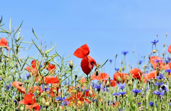 How to create a wildflower meadow - the easy way! - Garden Ninja: Lee ...