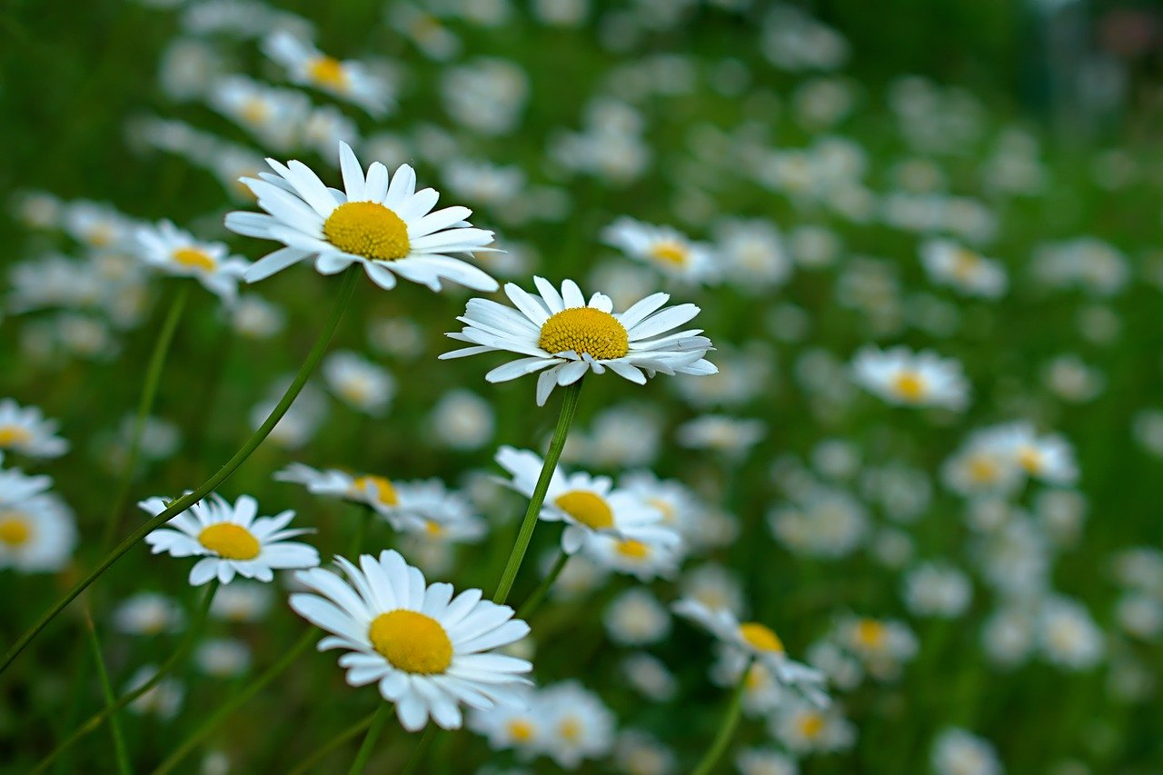 35 Best White Flowers for UK Gardens: Elegant Plants for Borders, Beds ...