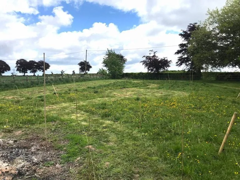 How to create a wildflower meadow - the easy way! - Garden Ninja: Lee ...