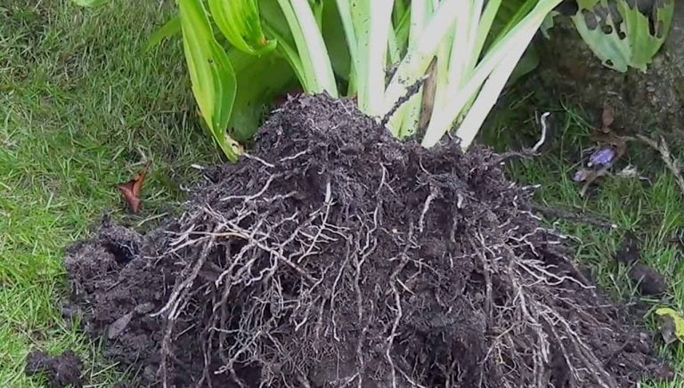 How to grow & care for Hostas : Beginner Gardener Guide
