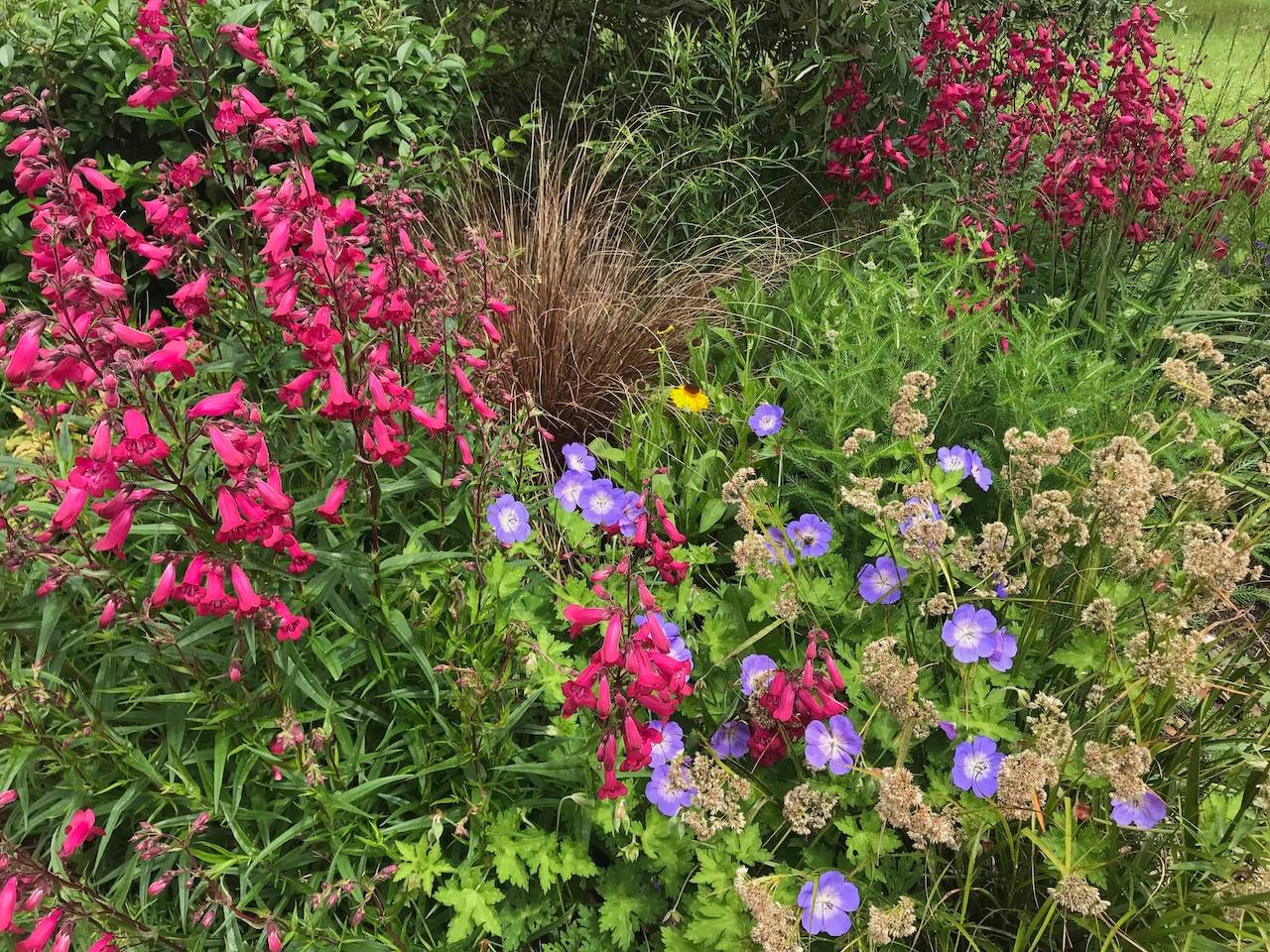 How to divide plants: splitting herbaceous perennials the easy way ...