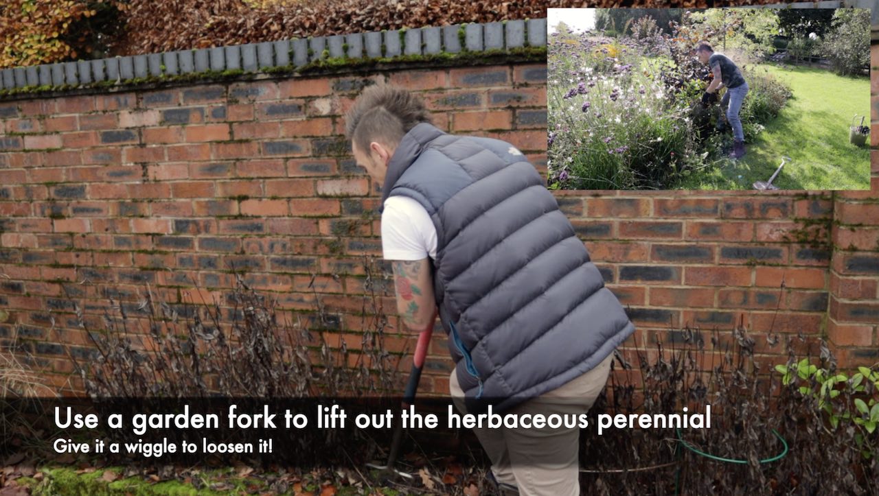 How to divide plants: splitting herbaceous perennials the easy way ...