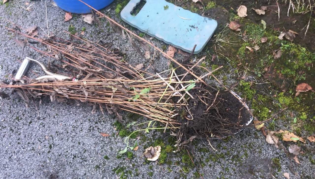 How to divide plants: splitting herbaceous perennials the easy way ...