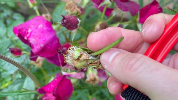 Types of Roses Explained: The beginner guide to choosing garden roses ...