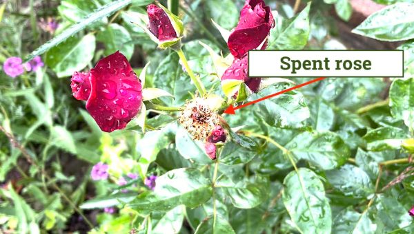 How to prune roses: the beginner's guide to easy pruning - Garden Ninja ...