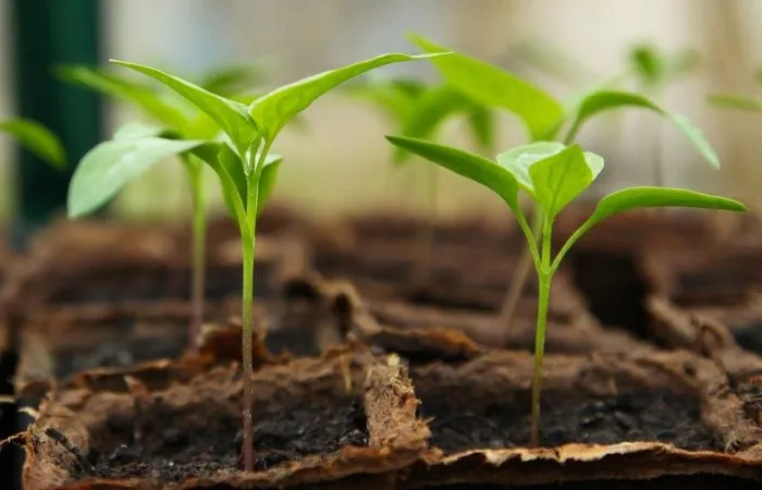 Post History: ianinhisgarden - Post History: ianinhisgarden - Ask a ...