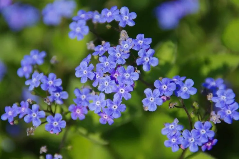 True Blue Flowers: 35 Genuine Blue Blooms (Not Purple-Blue) - Garden ...