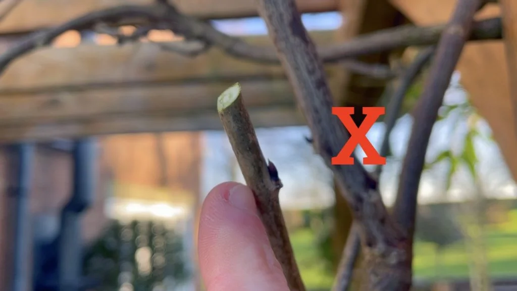 How to prune Wisteria: Winter & summer pruning guide for beginners ...