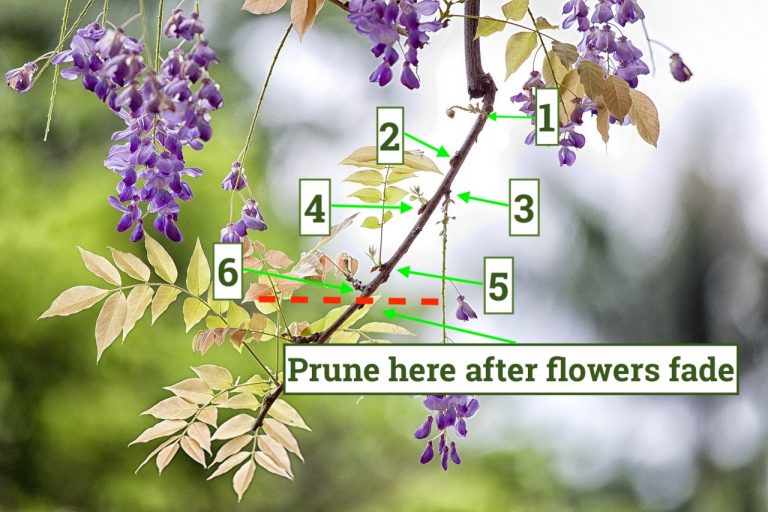 How to prune Wisteria: Winter & summer pruning guide for beginners - Garden Ninja: Lee Burkhill ...