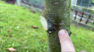 How to Prune Low-Hanging Fruit Tree Branches: The Easy Way - Garden ...