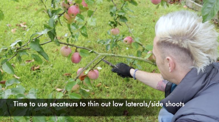 How to Prune Low-Hanging Fruit Tree Branches: The Easy Way - Garden ...