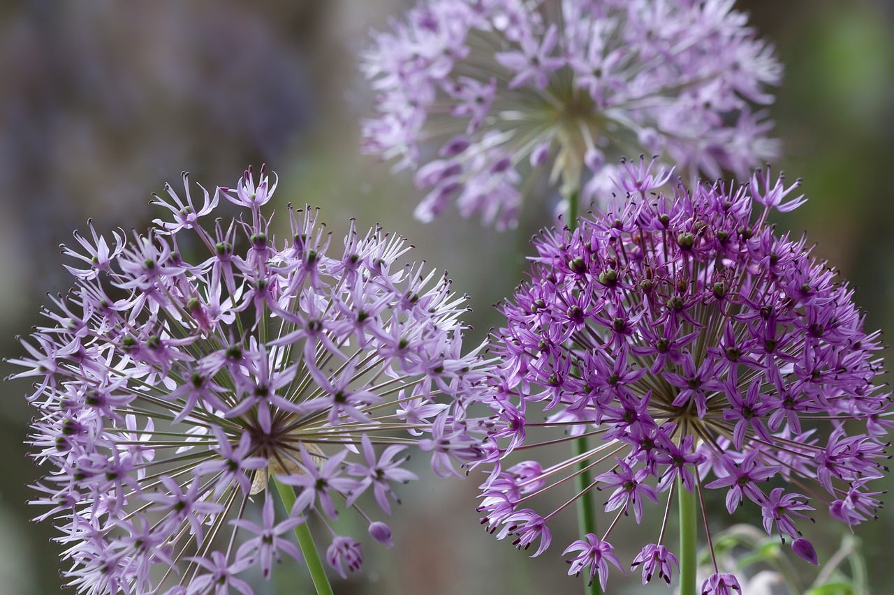 How & when to plant Allium bulbs - Garden Ninja: Lee Burkhill Garden Design