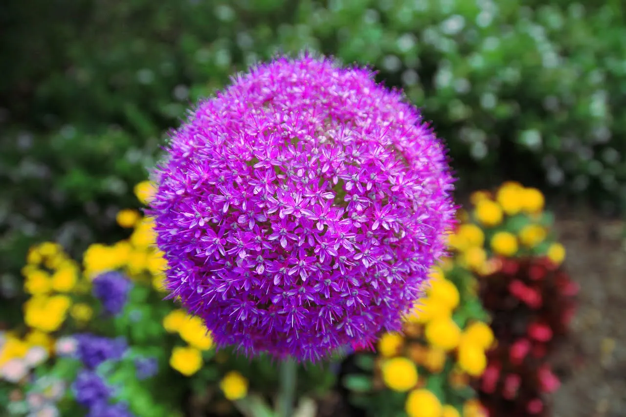 How to Grow Alliums: Varieties, Planting & the Best Companions for UK ...
