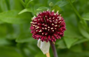 How & when to plant Allium bulbs - Garden Ninja: Lee Burkhill Garden Design