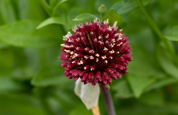How & when to plant Allium bulbs - Garden Ninja: Lee Burkhill Garden Design