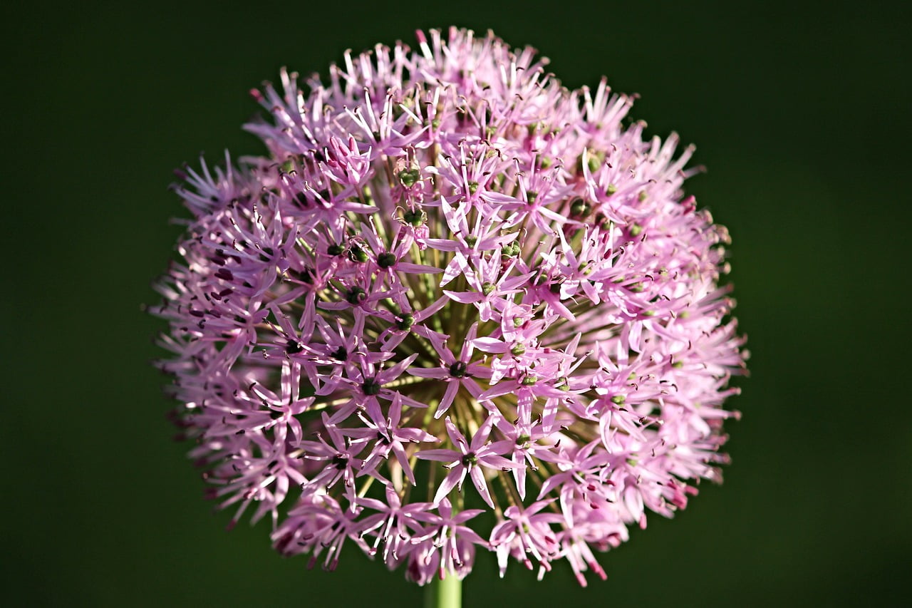 How & when to plant Allium bulbs - Garden Ninja: Lee Burkhill Garden Design