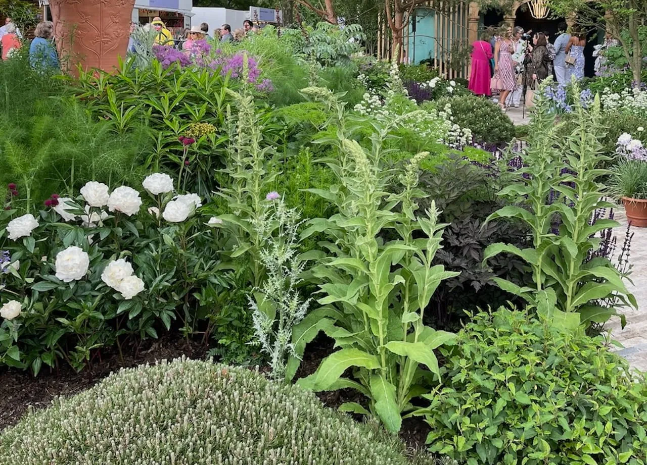 Beginners guide to Chelsea Flower Show: what to see & how to avoid the ...
